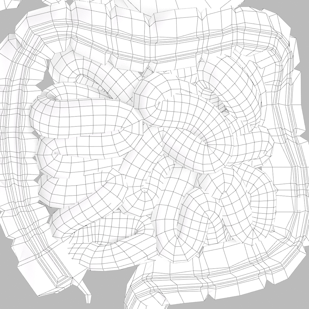 Human Digestive 3d Model