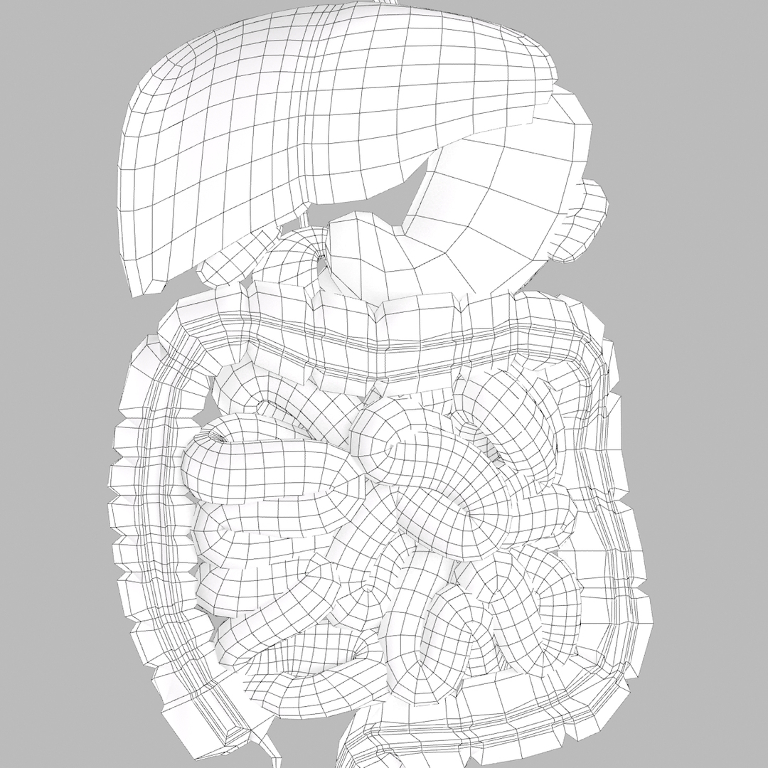 Human Digestive 3d Model