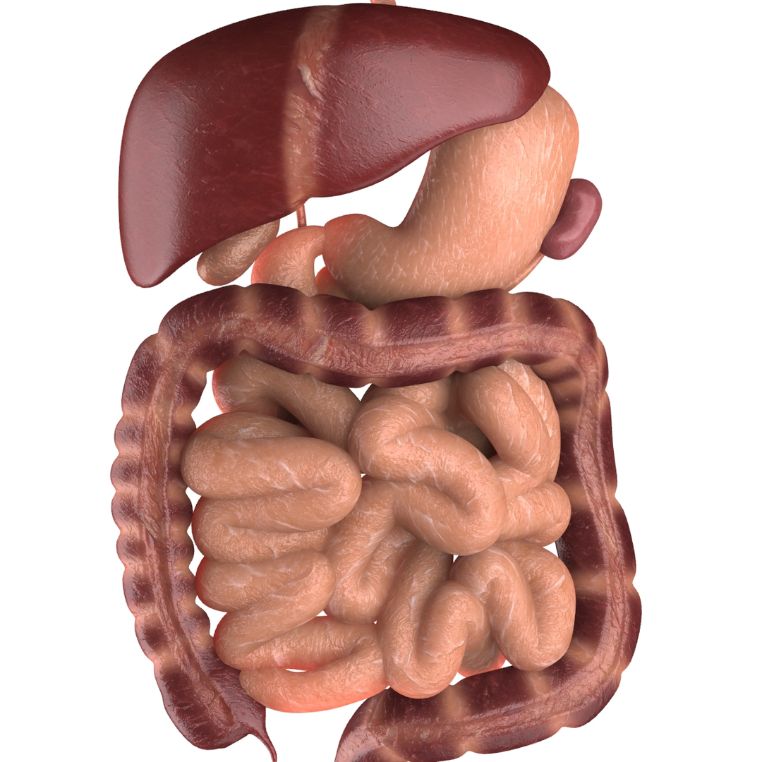 Human Digestive 3d Model