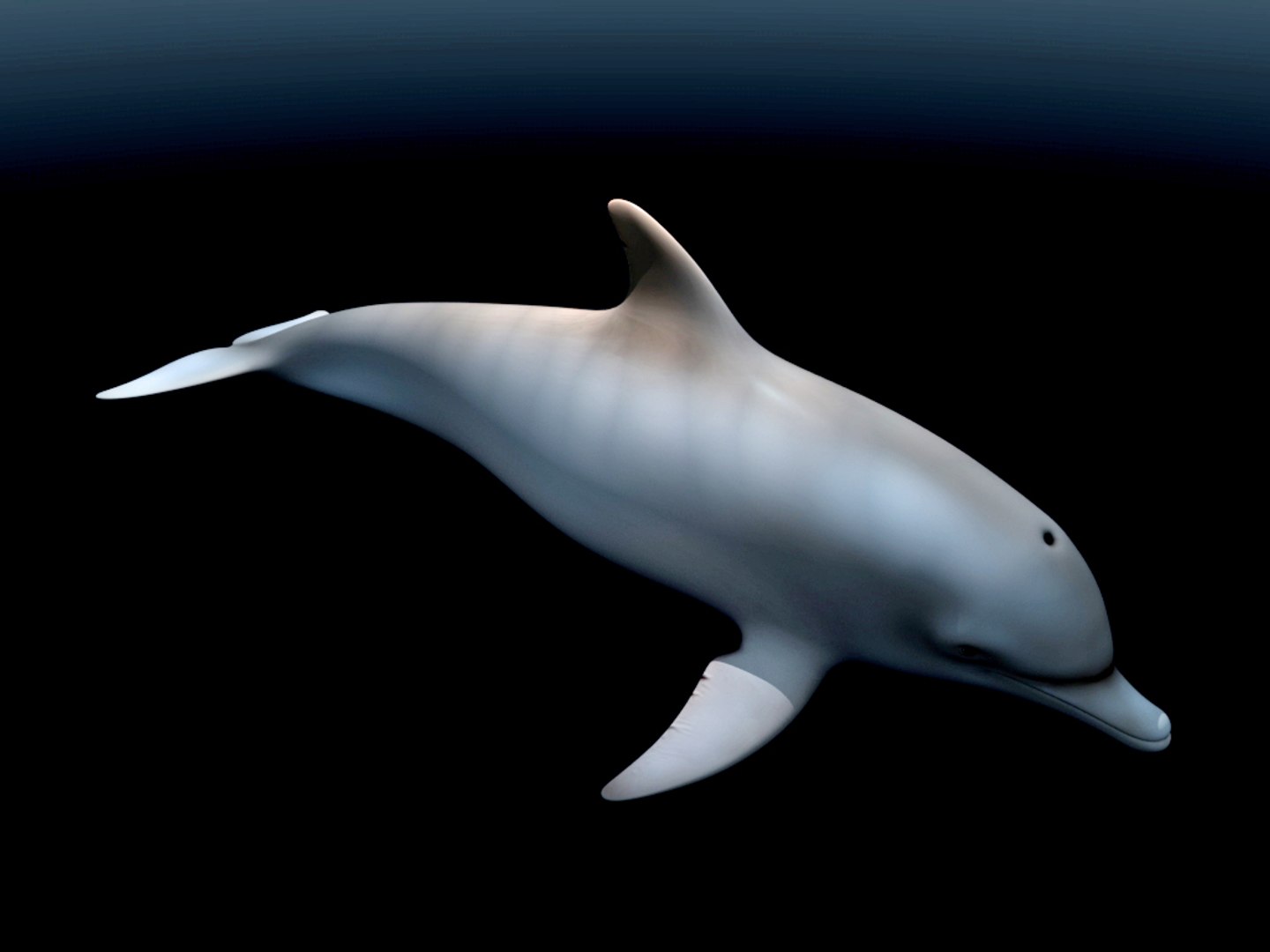 3D Model Dolphin - TurboSquid 1517045