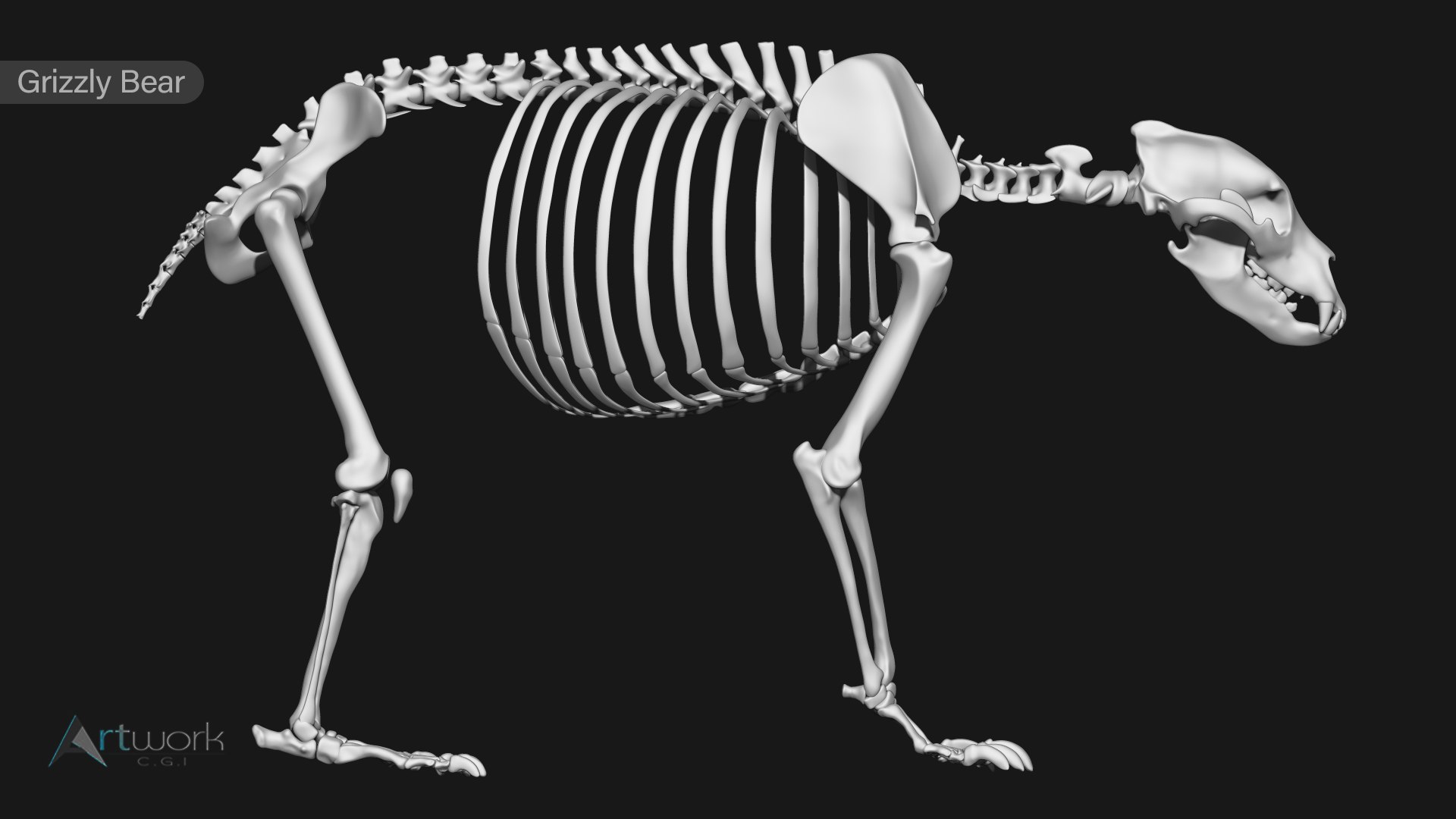 3D Grizzly Bear Skeleton Model - TurboSquid 2049677