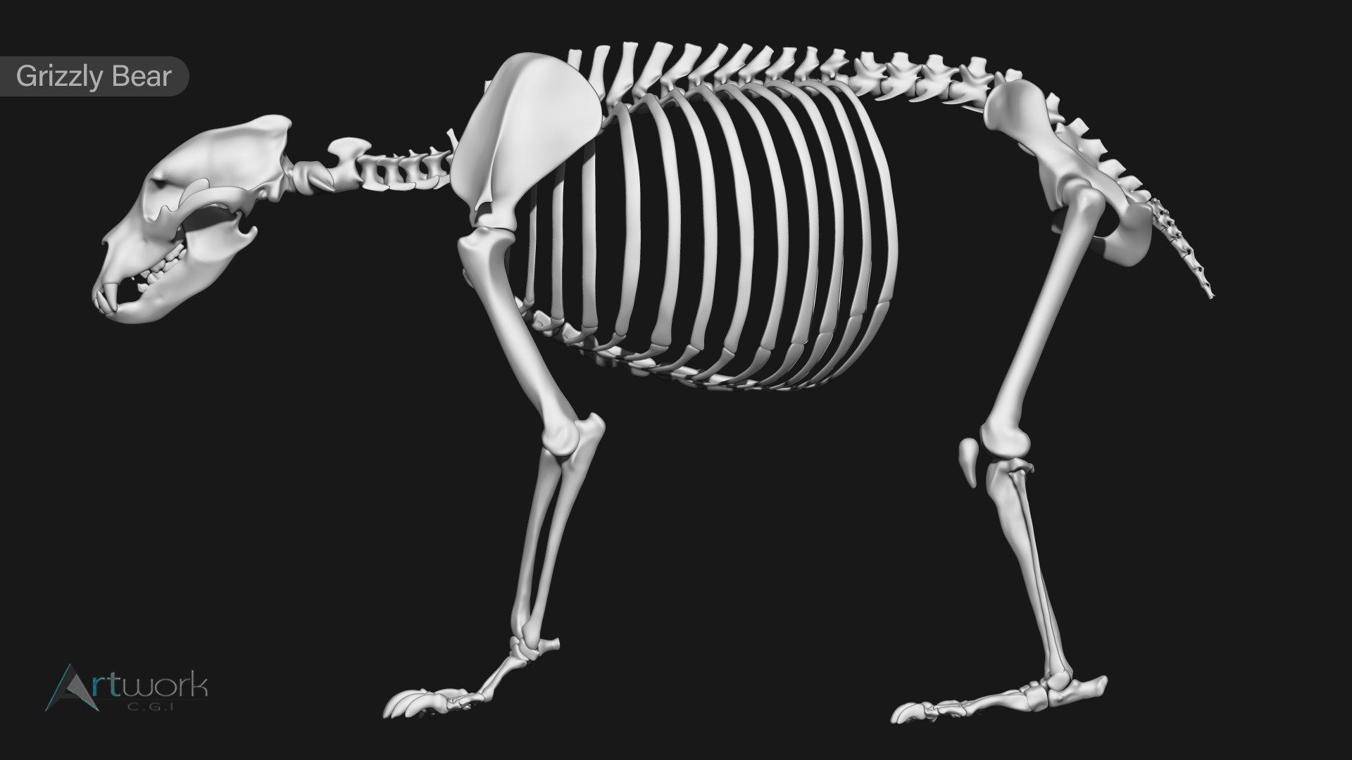 3D Grizzly Bear Skeleton Model - TurboSquid 2049677