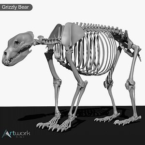 Fox Skeleton 3D - TurboSquid 2050161