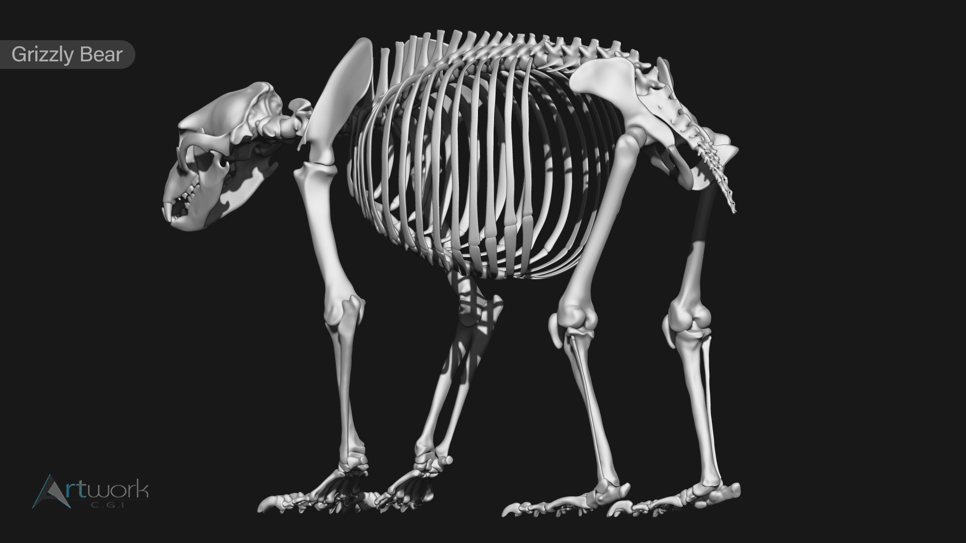 3D Grizzly Bear Skeleton Model - TurboSquid 2049677