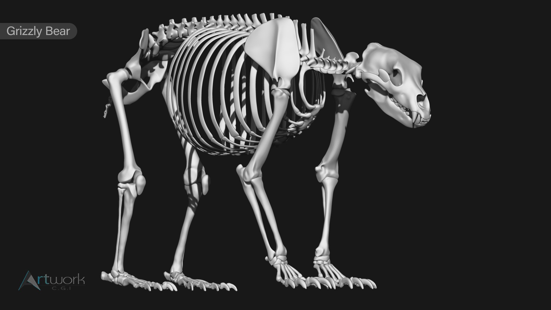 3D Grizzly Bear Skeleton Model - TurboSquid 2049677