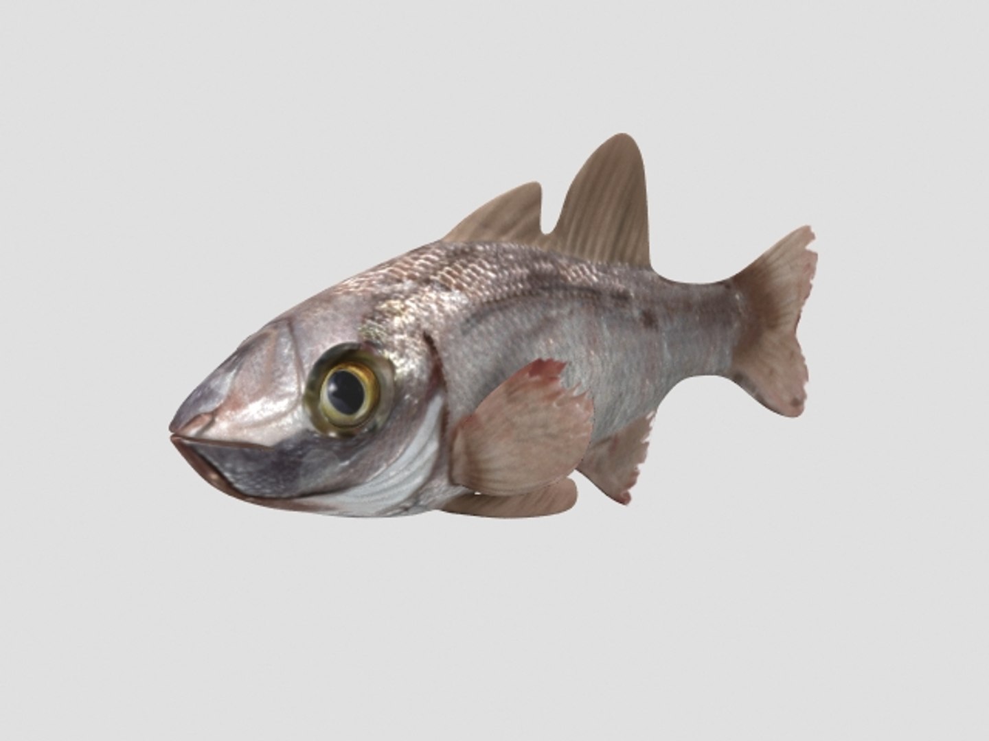 Animations Fish 3D Model - TurboSquid 1391657