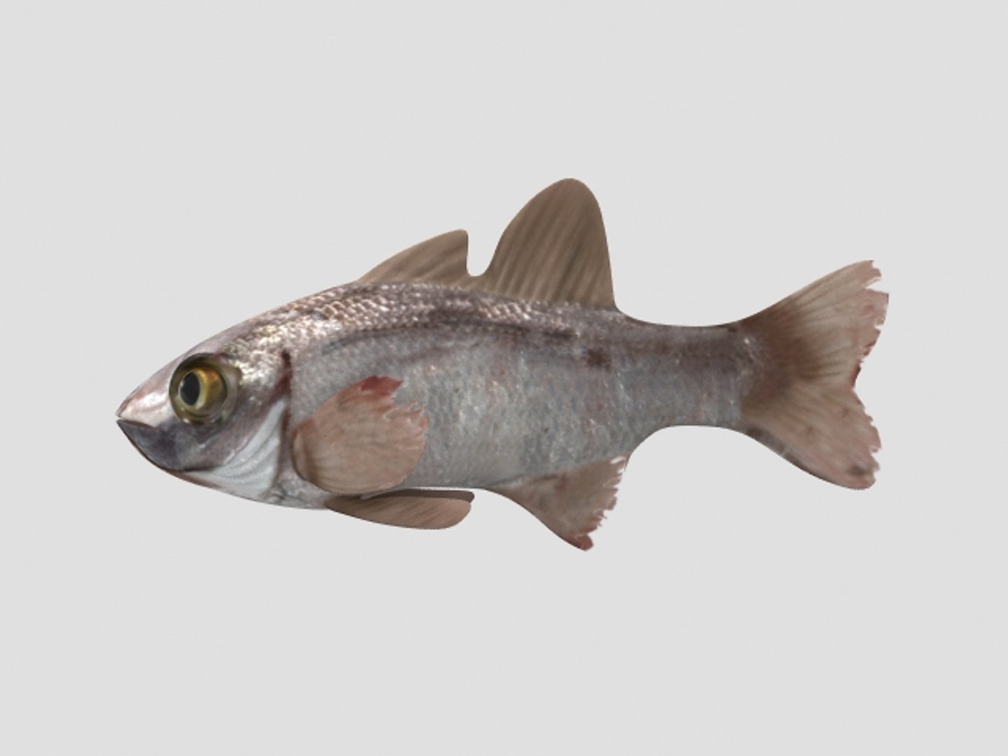 Animations Fish 3D Model - TurboSquid 1391657