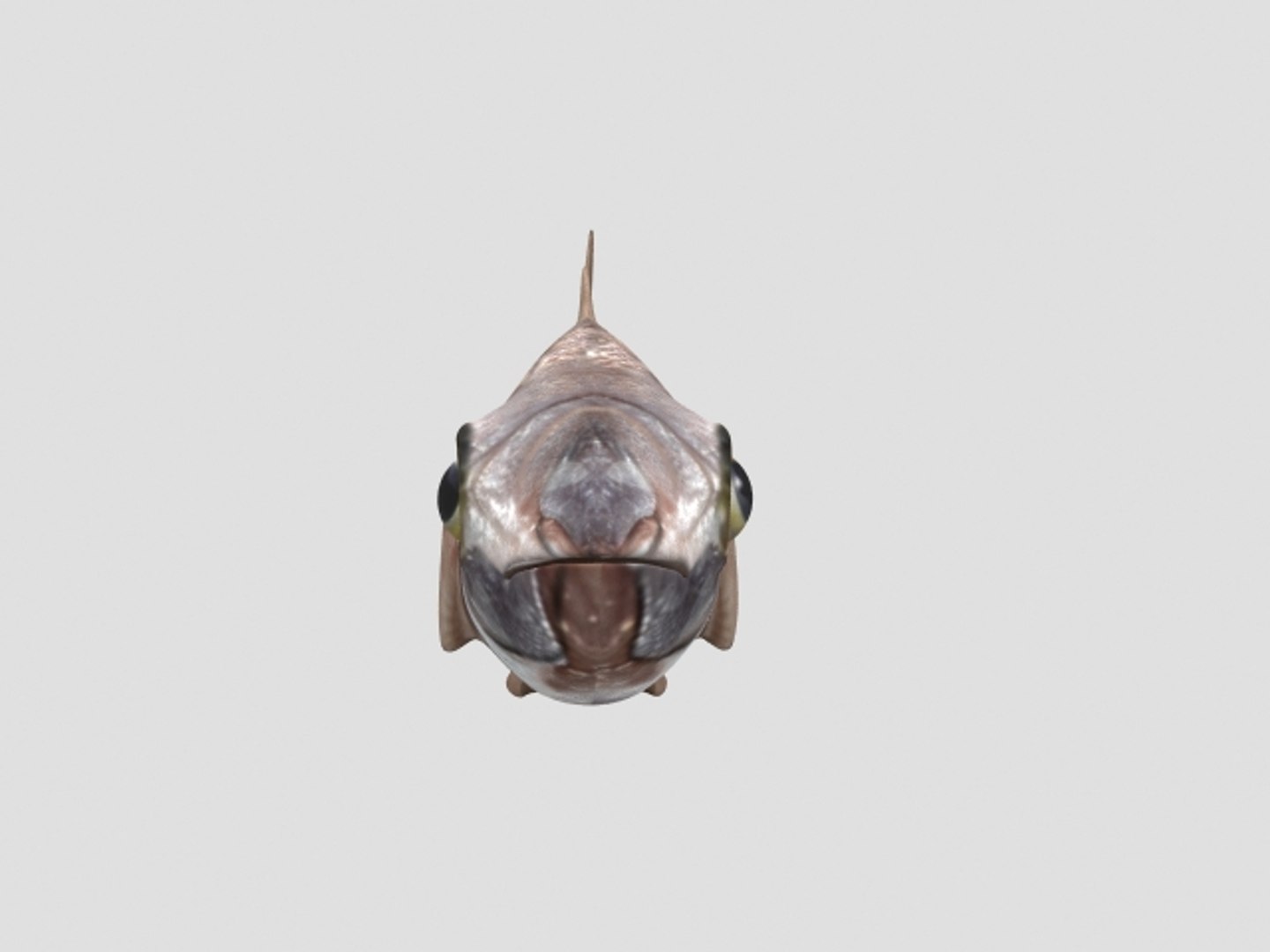 Animations Fish 3D Model - TurboSquid 1391657