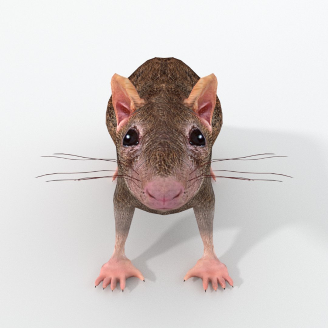 3D Rat Model - TurboSquid 1362881