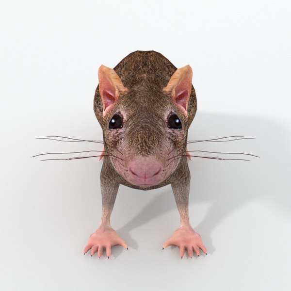 modelo 3d Rata - TurboSquid 1362881