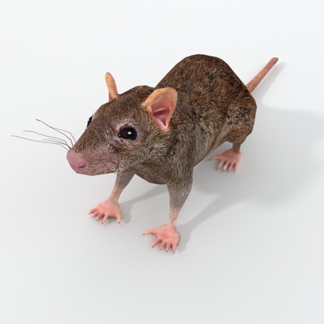 3D rat model - TurboSquid 1362881