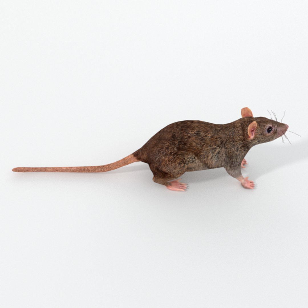 3D Rat Model - TurboSquid 1362881