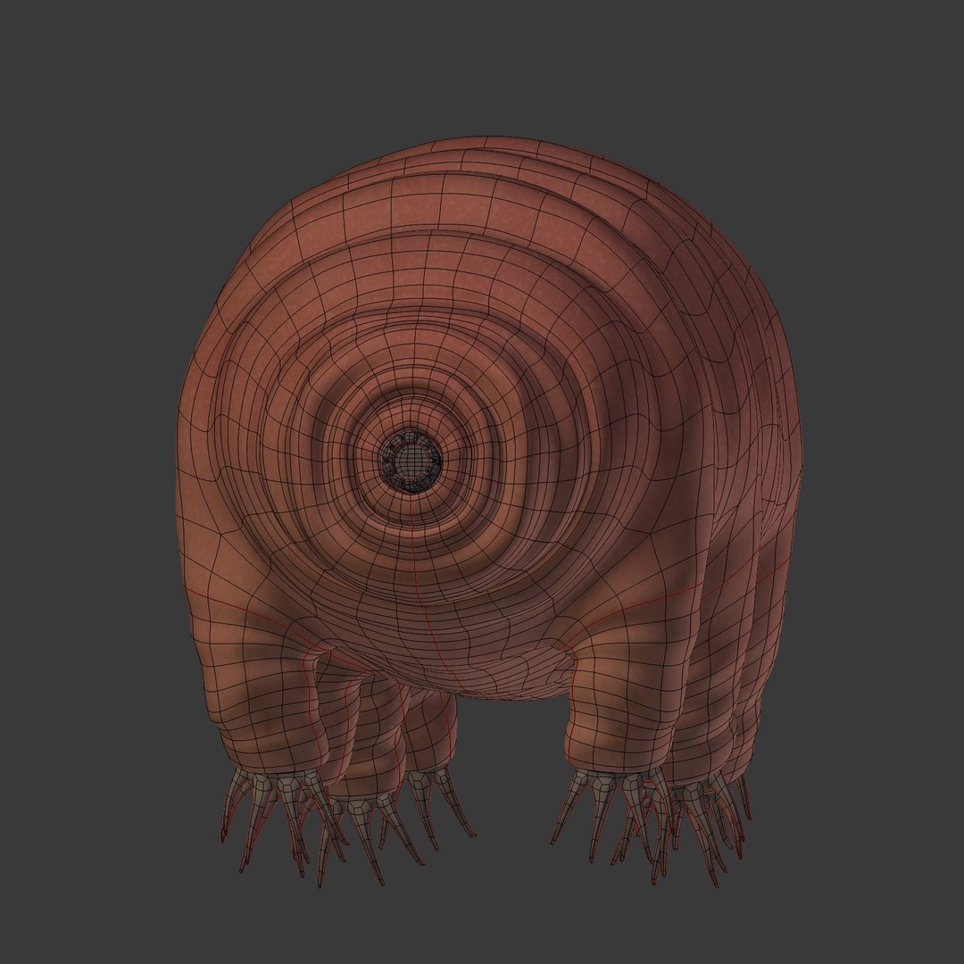 Tardigrade Anatomy Model - TurboSquid 1383792