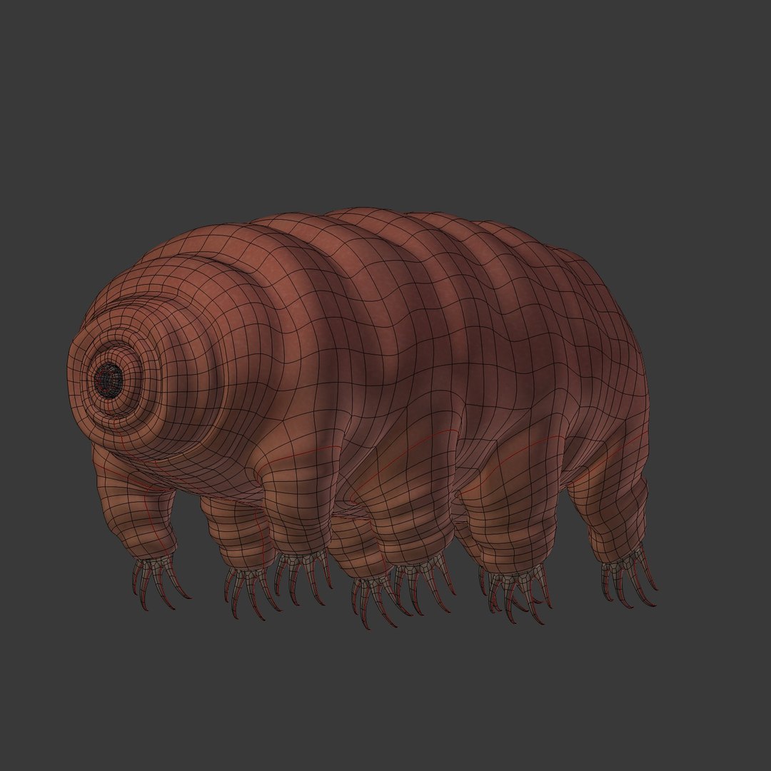 Tardigrade Anatomy Model - TurboSquid 1383792