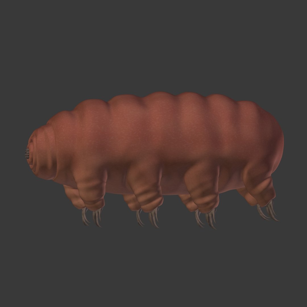 Tardigrade Anatomy Model - TurboSquid 1383792