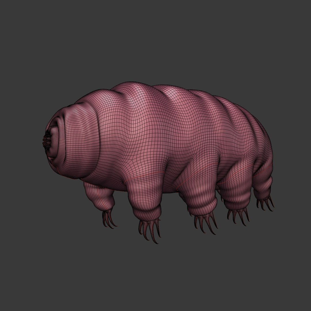 Tardigrade Anatomy Model - TurboSquid 1383792
