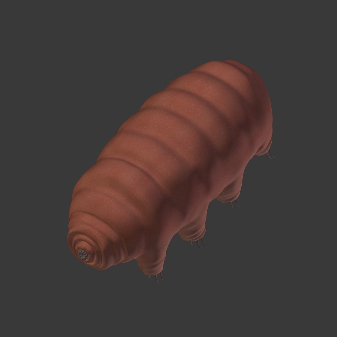 Tardigrade Anatomy Model - TurboSquid 1383792