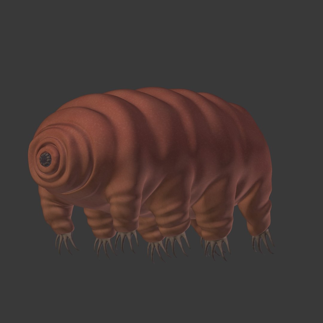 Tardigrade Anatomy Model - TurboSquid 1383792