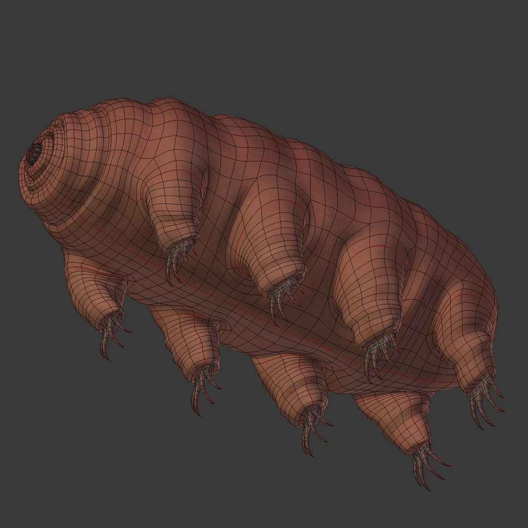Tardigrade anatomy model - TurboSquid 1383792