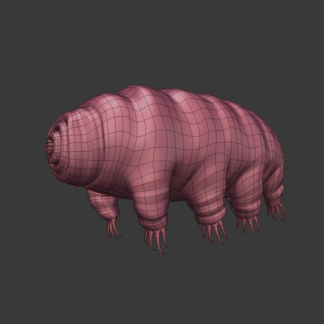 Tardigrade Anatomy Model - TurboSquid 1383792