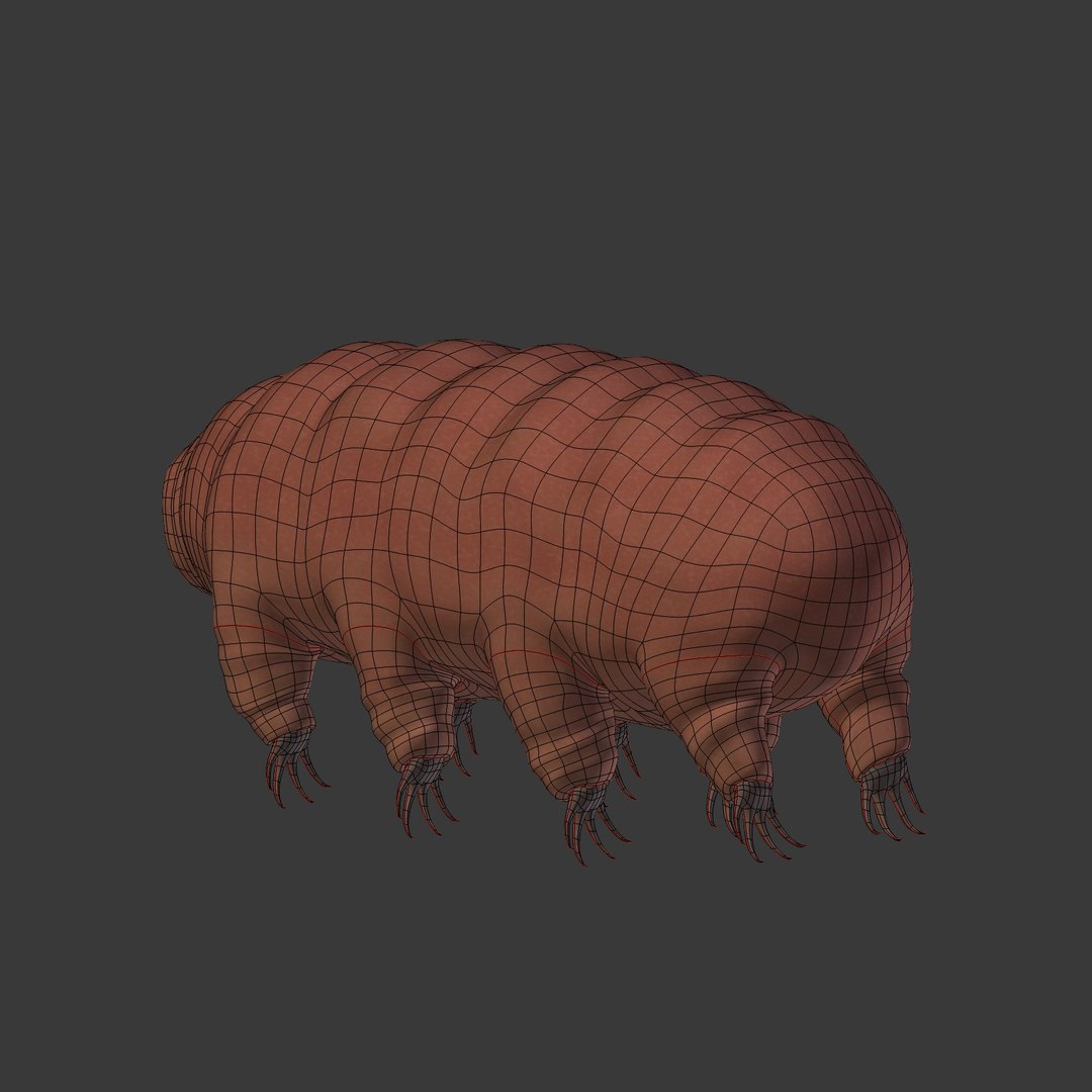 Tardigrade Anatomy Model - TurboSquid 1383792