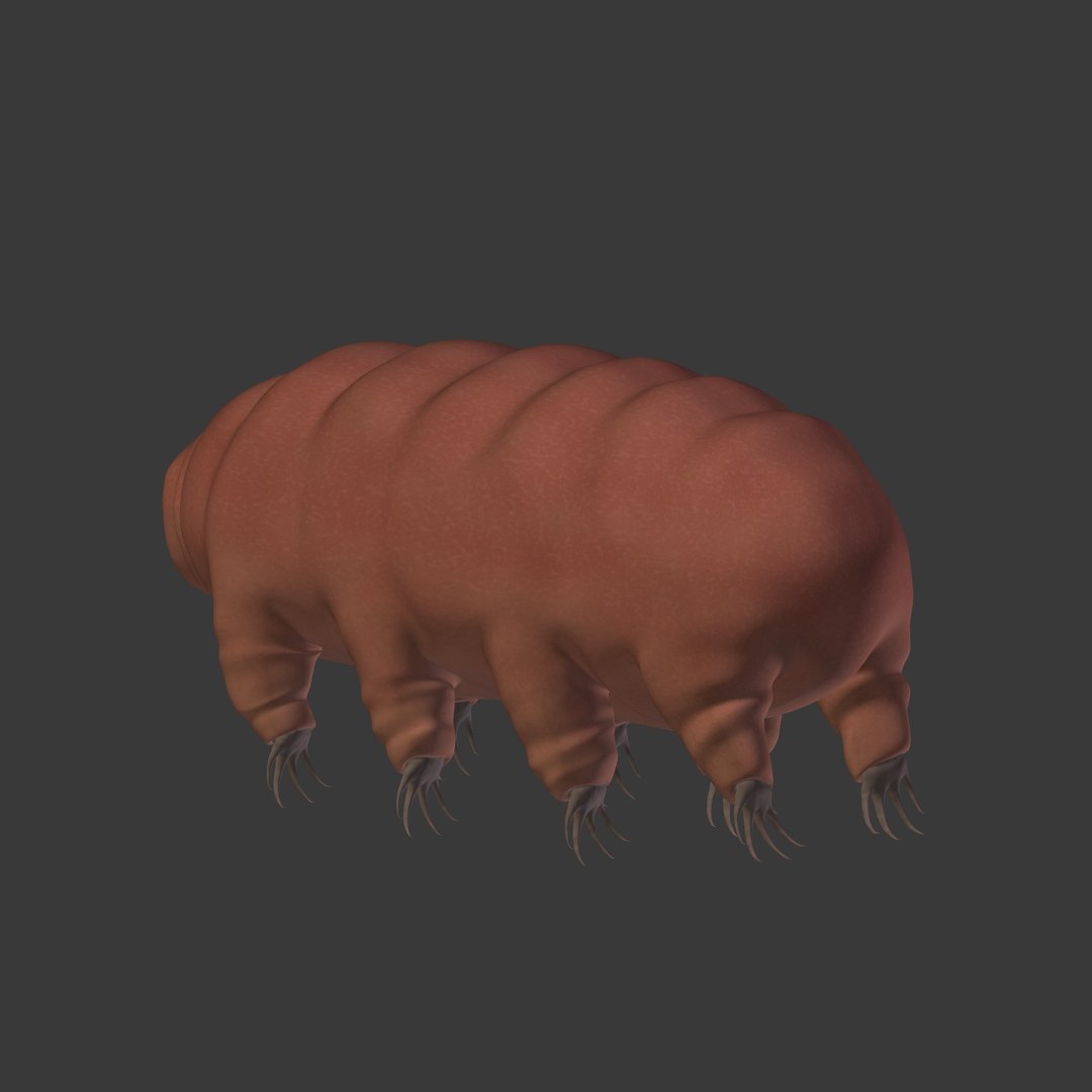 Tardigrade Anatomy Model - TurboSquid 1383792