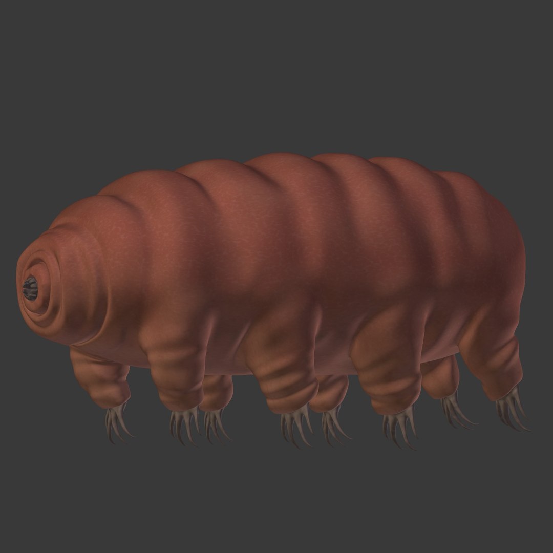 Tardigrade Anatomy Model - TurboSquid 1383792