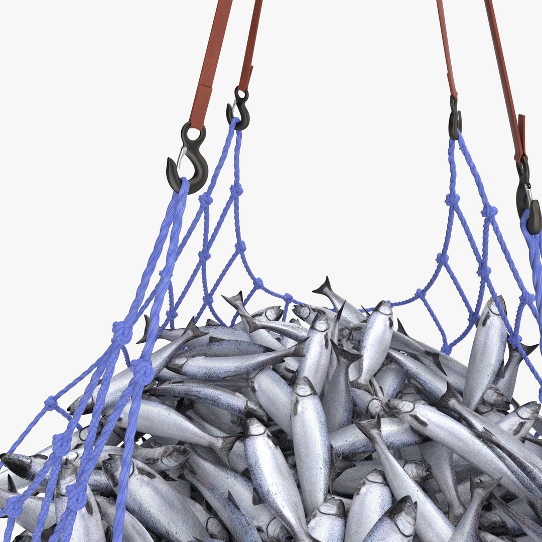 Net Full Of FISH Model - TurboSquid 1983447
