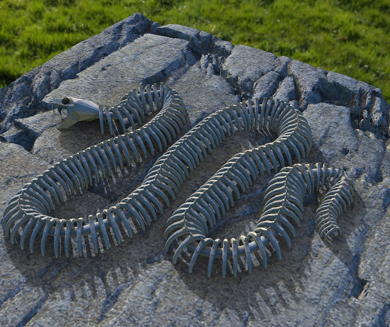 3D Model Snake Skeleton - TurboSquid 2049659