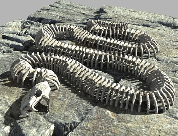 modelo 3d Snake skeleton - TurboSquid 2049659