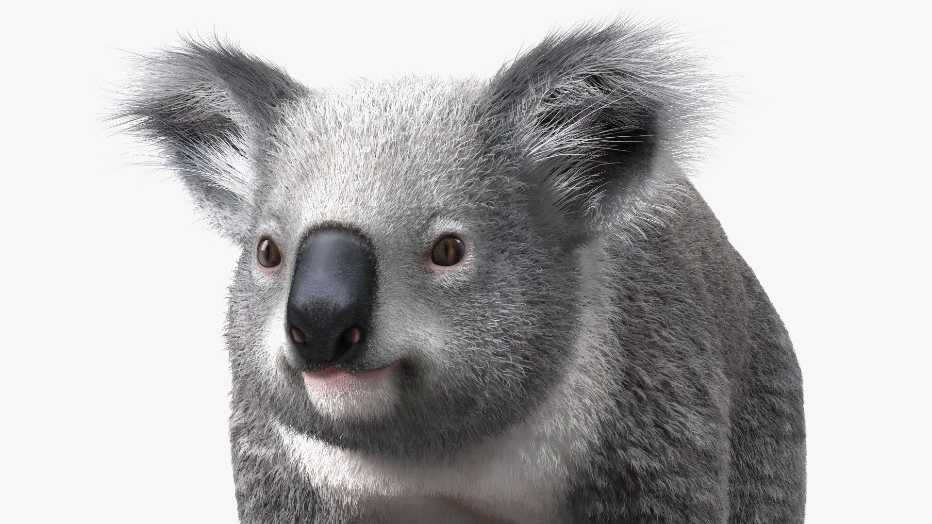 Australian Koala Fur 3D Model - TurboSquid 2166959