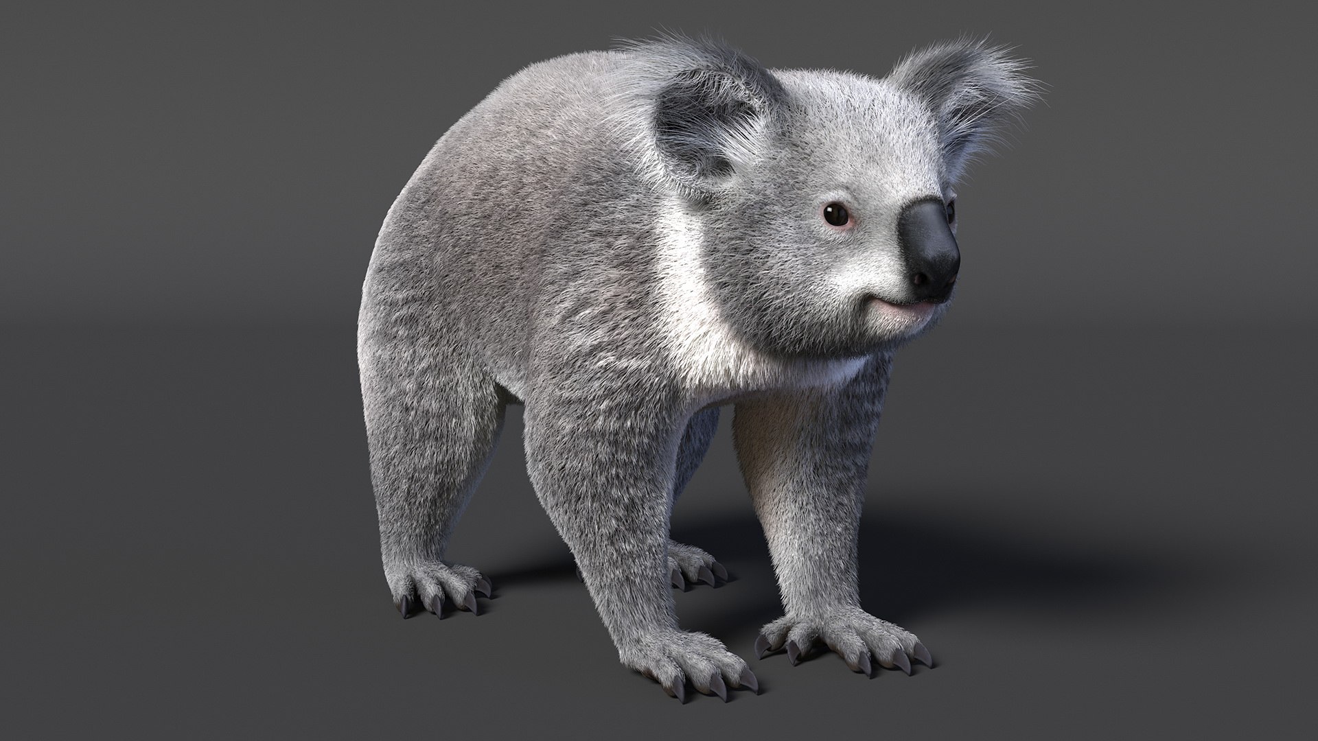 Australian Koala Fur 3D Model - TurboSquid 2166959