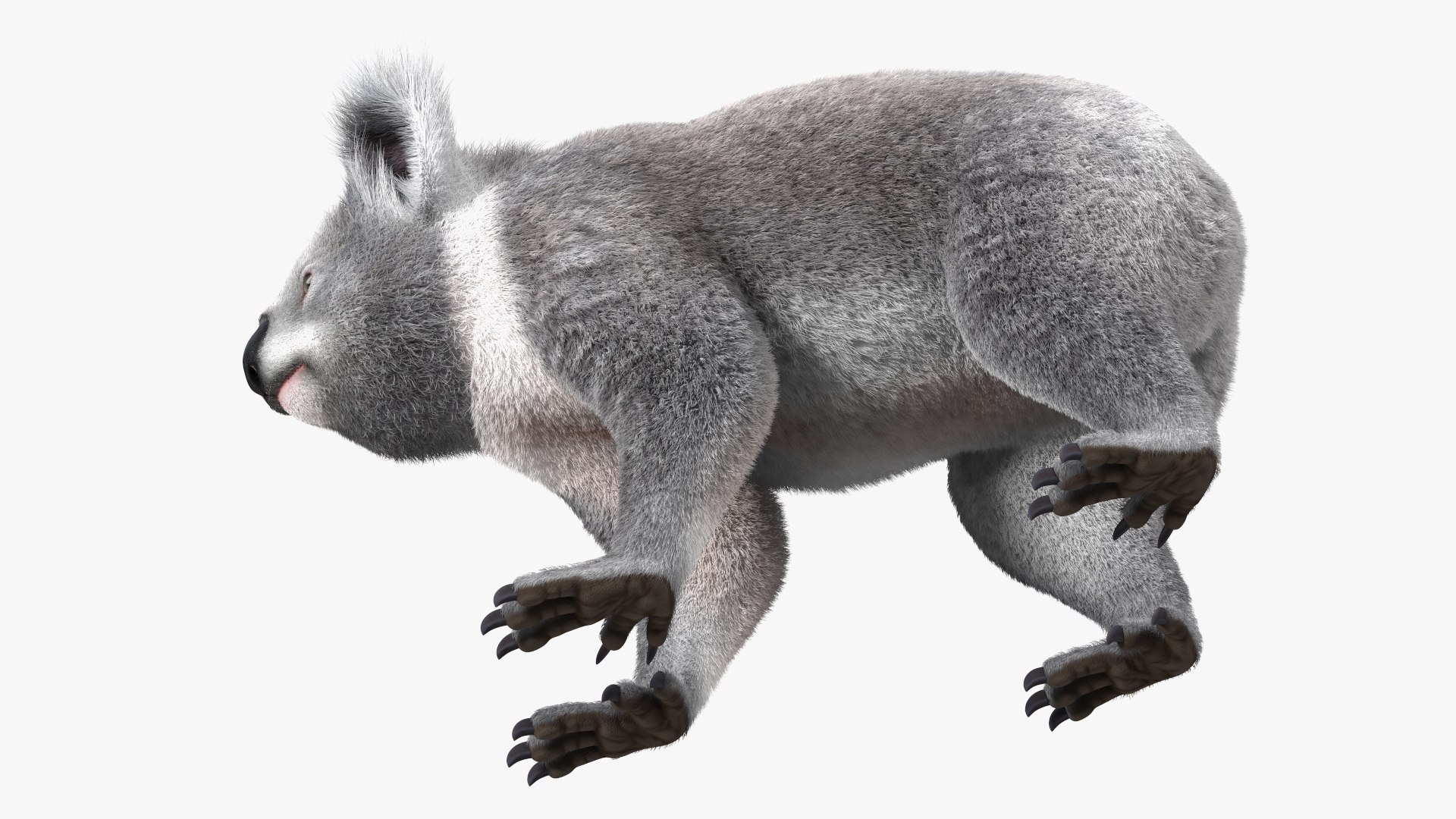Australian Koala Fur 3D Model - TurboSquid 2166959