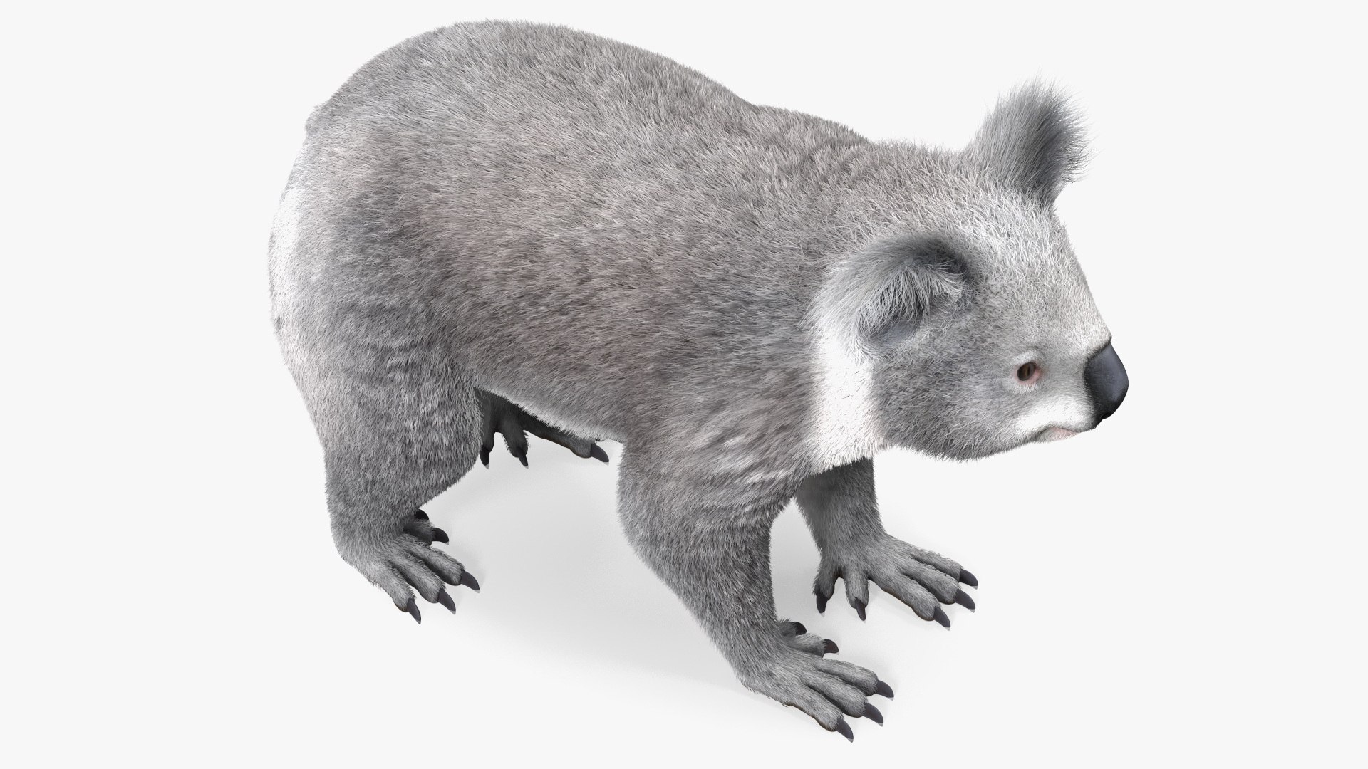 Australian Koala Fur 3D Model - TurboSquid 2166959