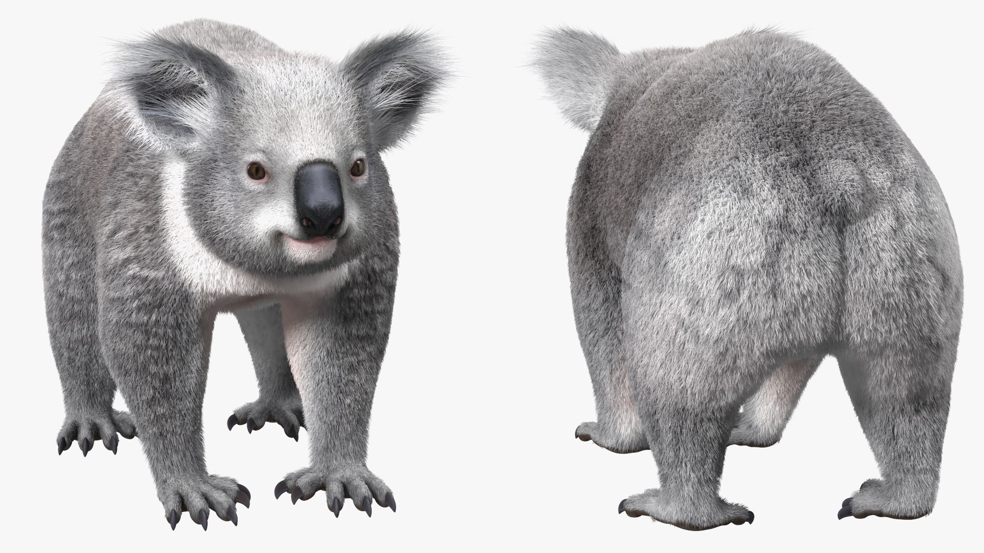 Australian Koala Fur 3D Model - TurboSquid 2166959