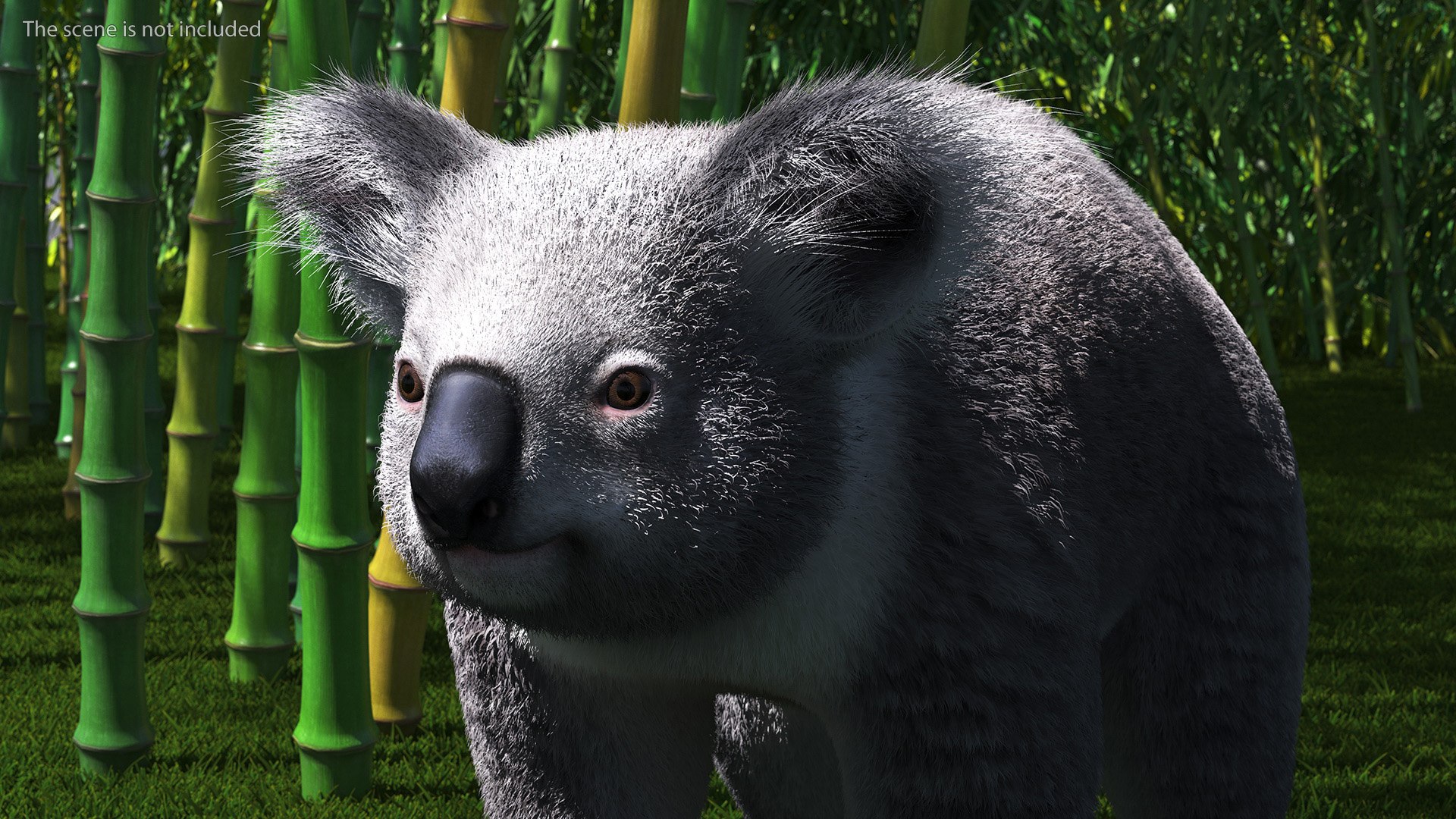 Australian Koala Fur 3D Model - TurboSquid 2166959