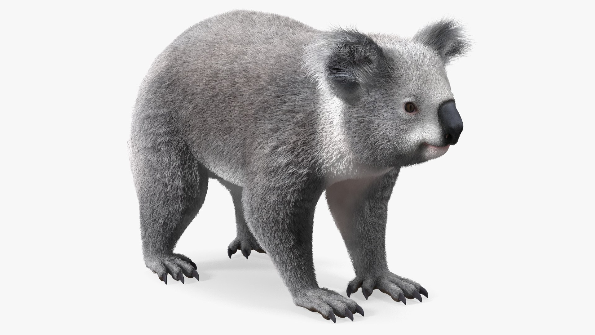 Australian Koala Fur 3D Model - TurboSquid 2166959