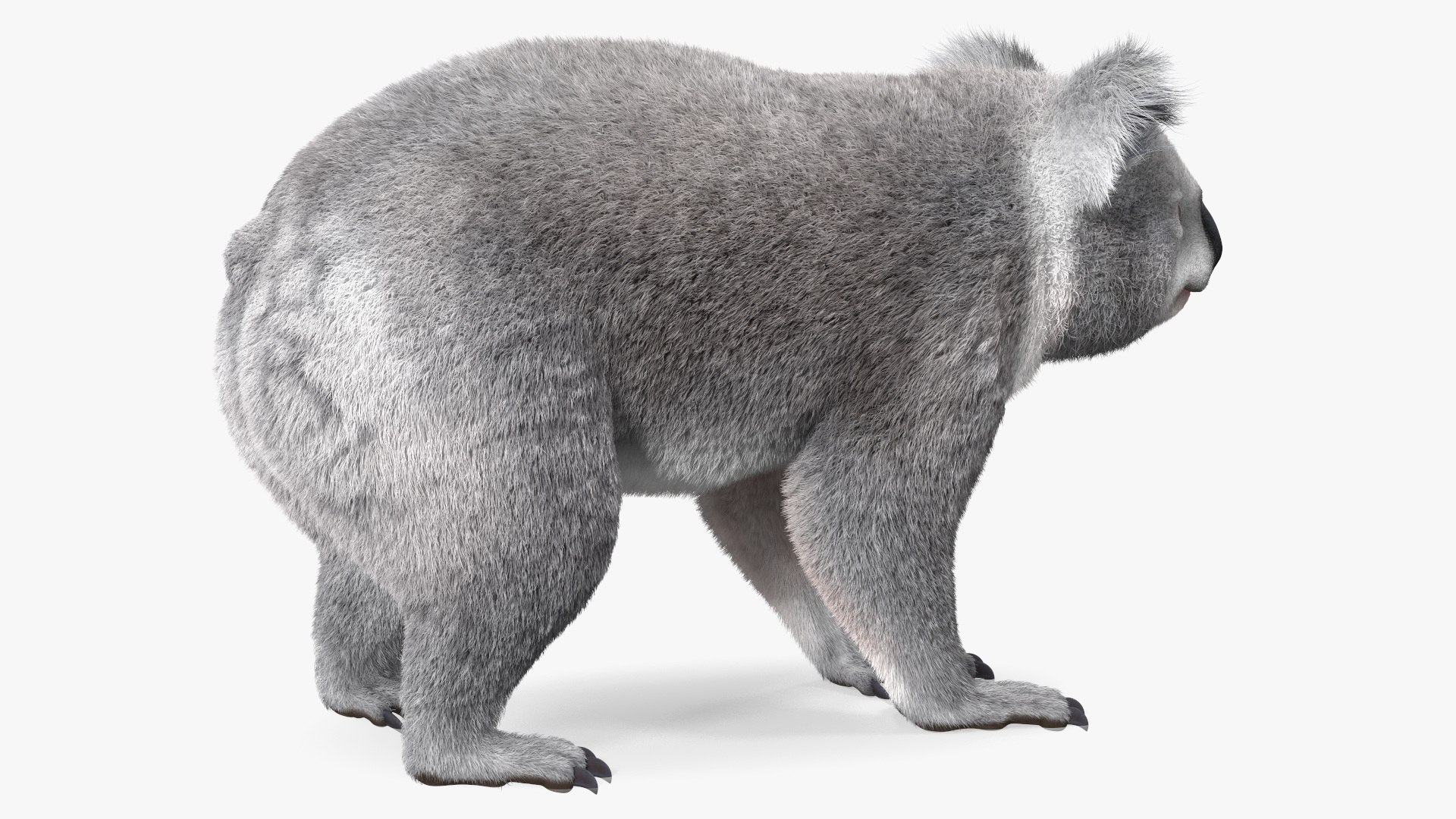 Australian Koala Fur 3D Model - TurboSquid 2166959
