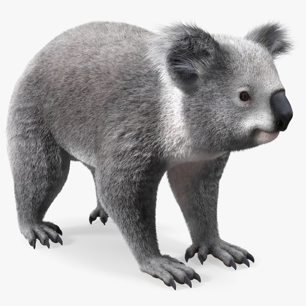 3D Koala Models | TurboSquid