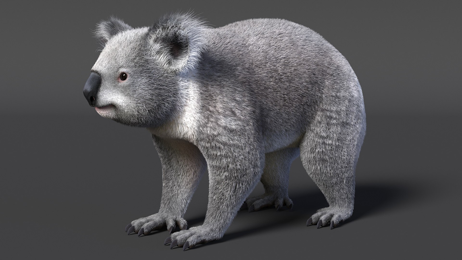Australian Koala Fur 3D Model - TurboSquid 2166959