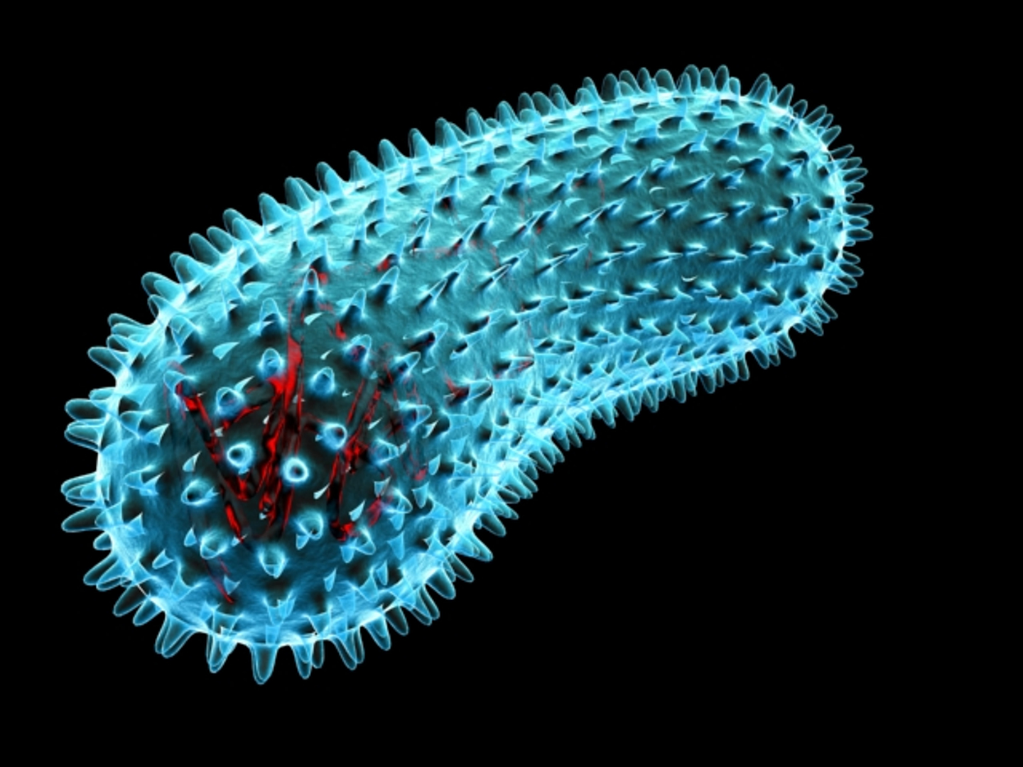 bacillus bacteria 2 max