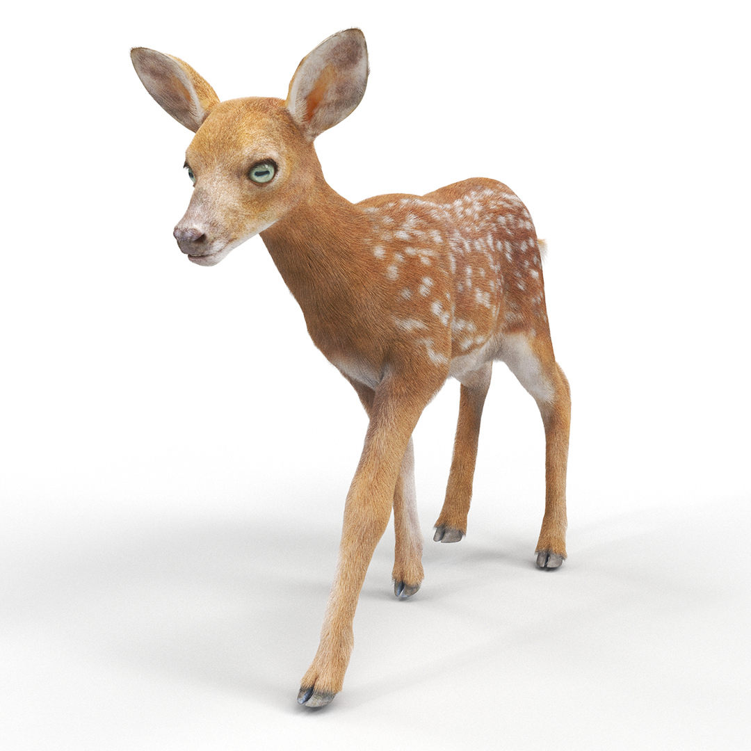 modèle 3D de Faon de cerf à queue blanche sautant, fourrure animée ...