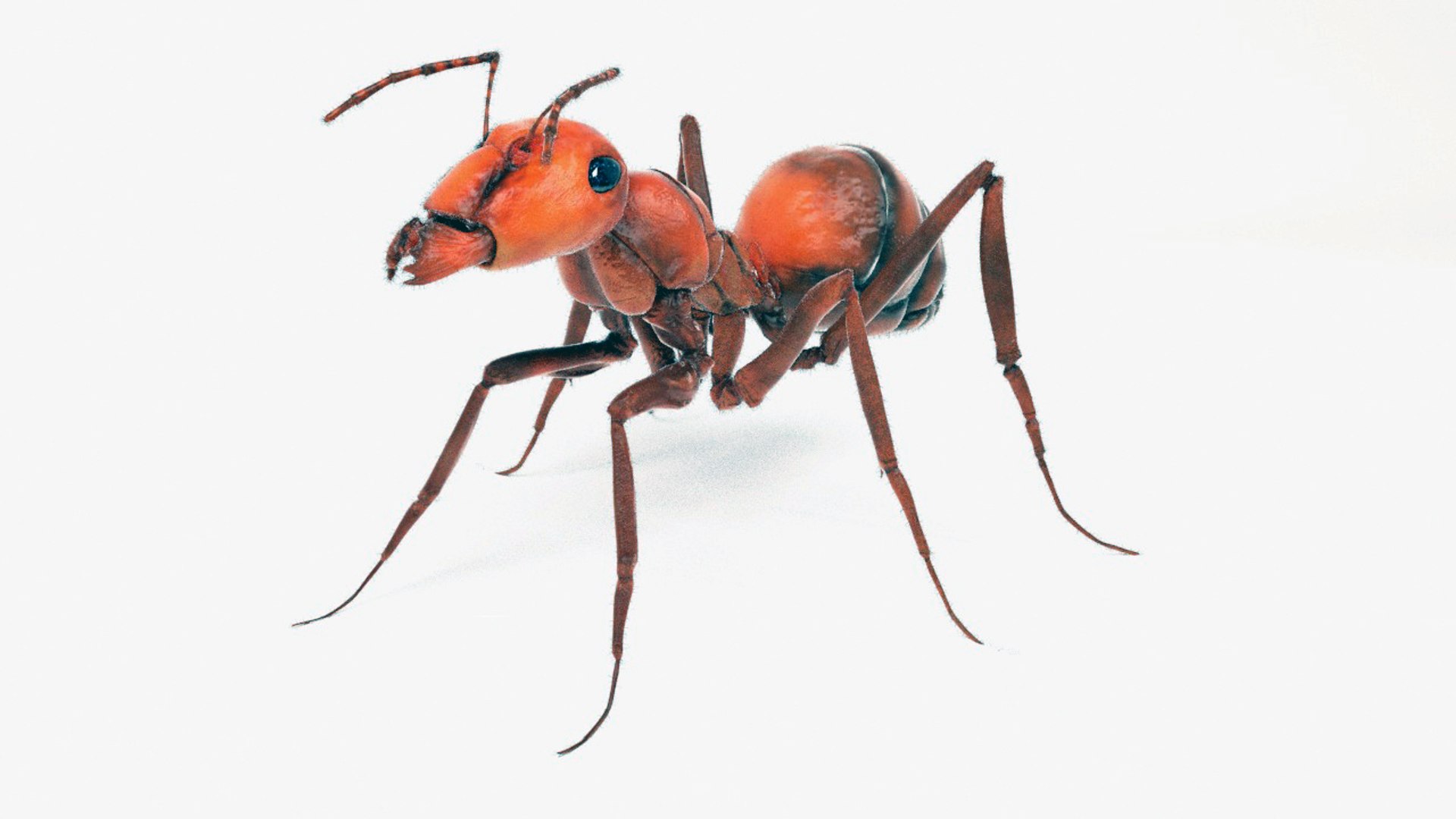 Ant model - TurboSquid 1042167