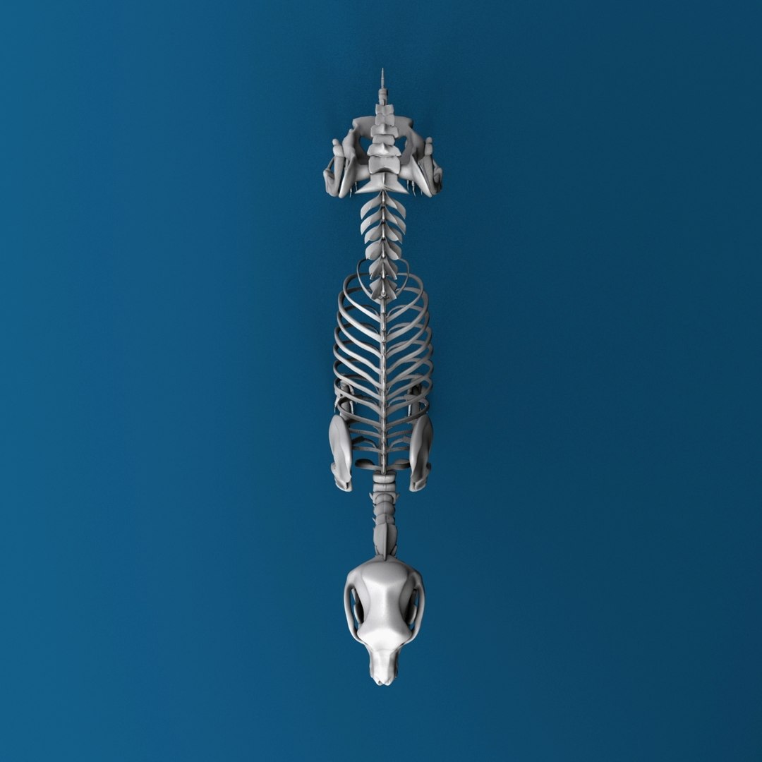 Canine skeleton bones animation model - TurboSquid 1404584