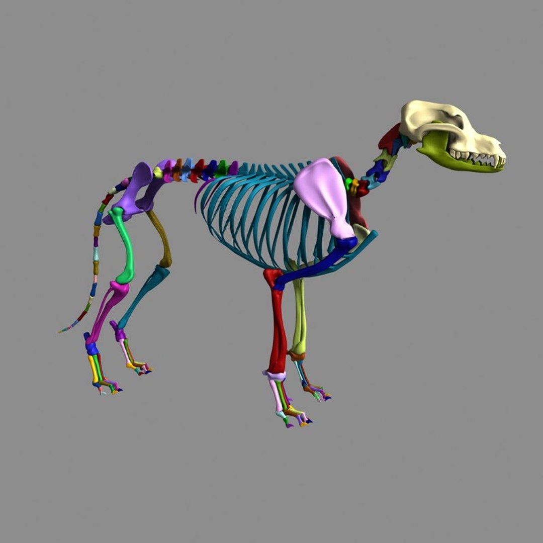 Canine skeleton bones animation model - TurboSquid 1404584