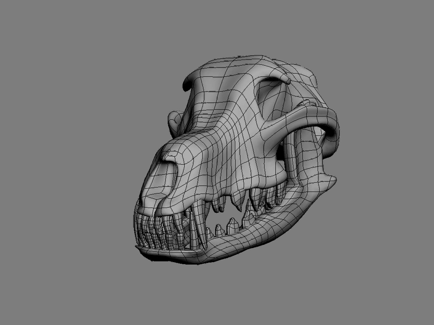 Canine skeleton bones animation model - TurboSquid 1404584