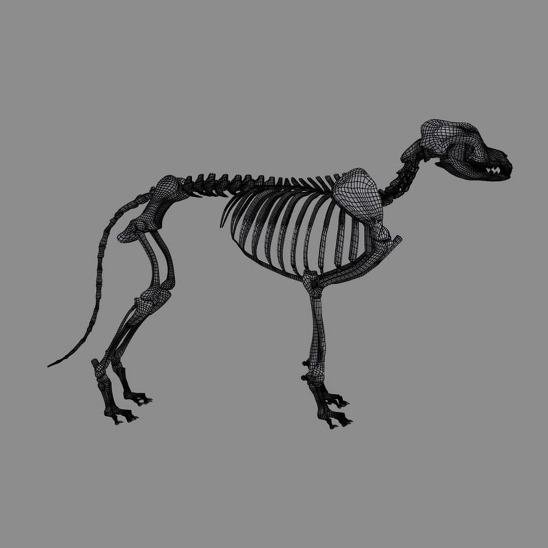 Canine skeleton bones animation model - TurboSquid 1404584