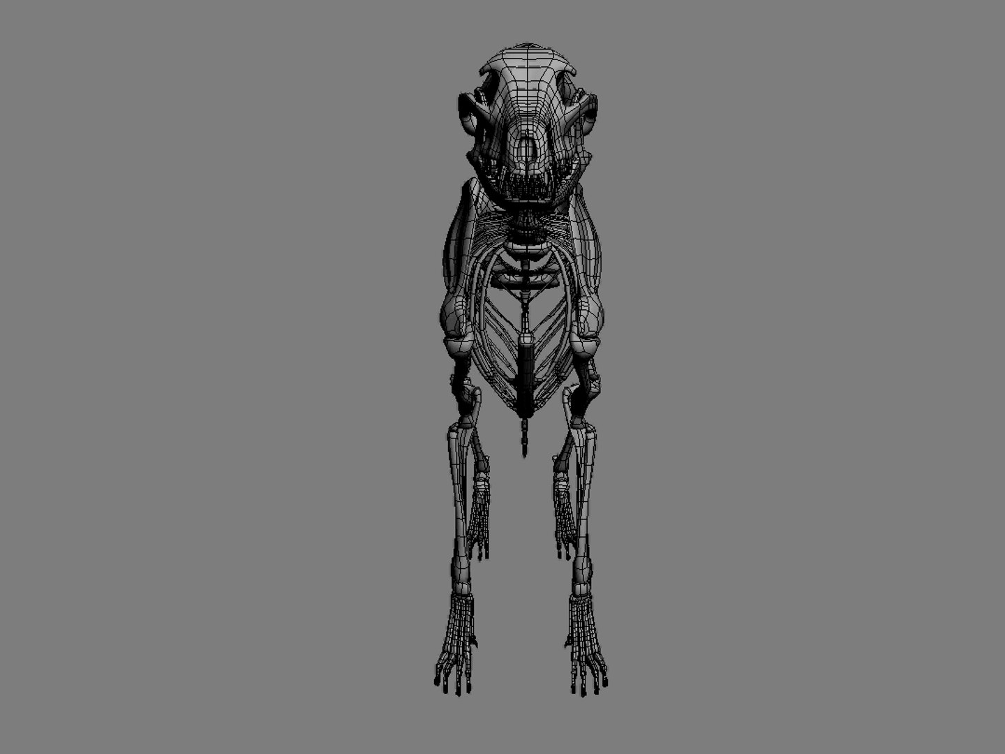 Canine skeleton bones animation model - TurboSquid 1404584