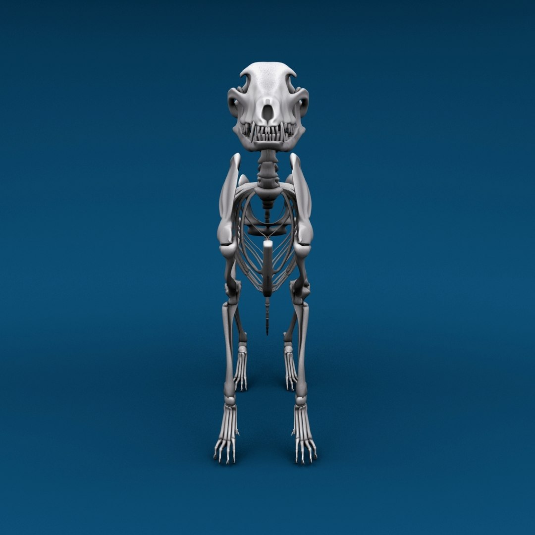 Canine skeleton bones animation model - TurboSquid 1404584