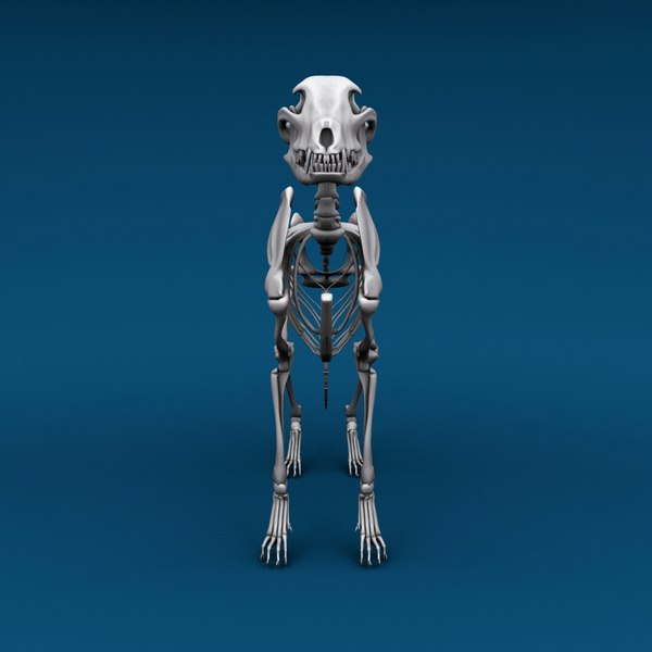 Canine skeleton bones animation model - TurboSquid 1404584